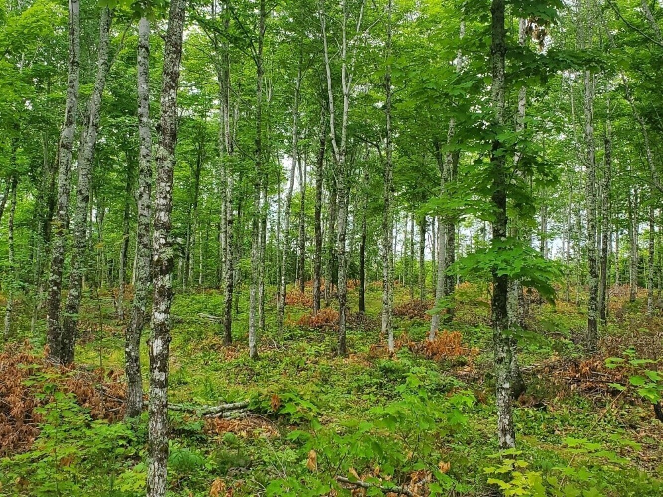 TH - Thinning in hardwood stands. | Silviculture | The North Shore ...