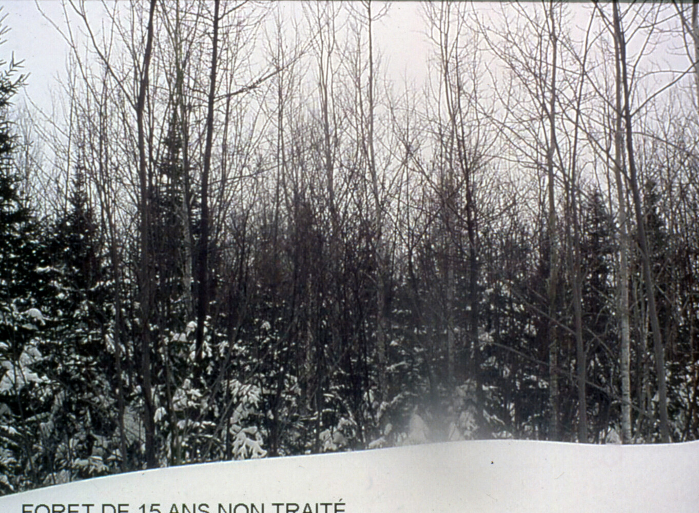 BT - Pre commercial thinning. | Silviculture | The North Shore Forest ...